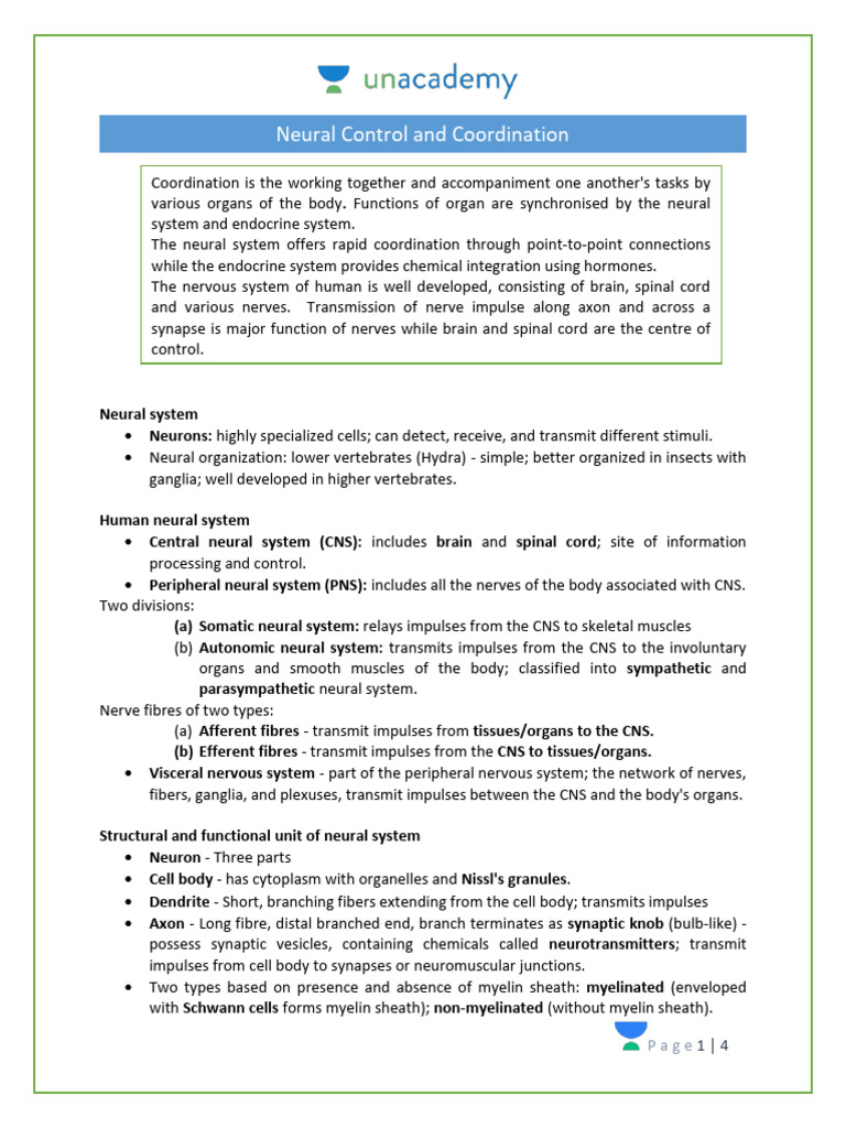 Formula Sheet - Neural Control and Coordination | PDF | Nervous System ...