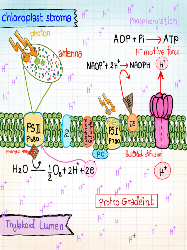 Light Reaction - 250709 - 190617 | PDF | Metabolism | Biochemistry