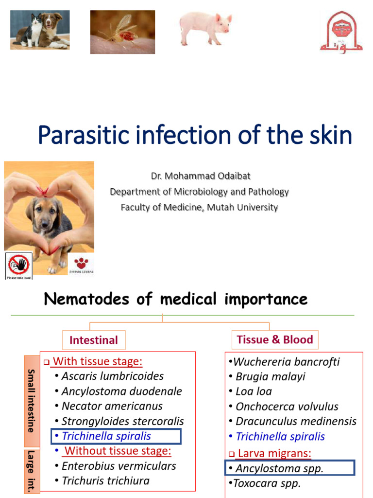 Parasitic Infection of The Skin | PDF | Medical Specialties | Parasitology