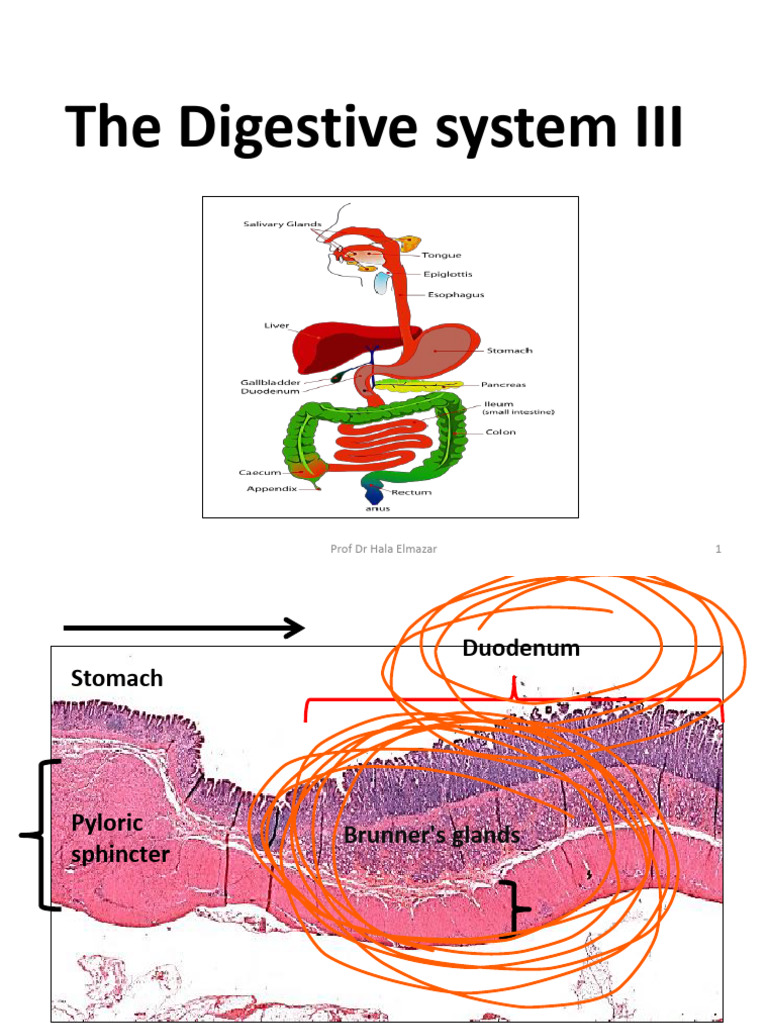 Histology of the Gastrointestinal Tract | PDF | Small Intestine ...