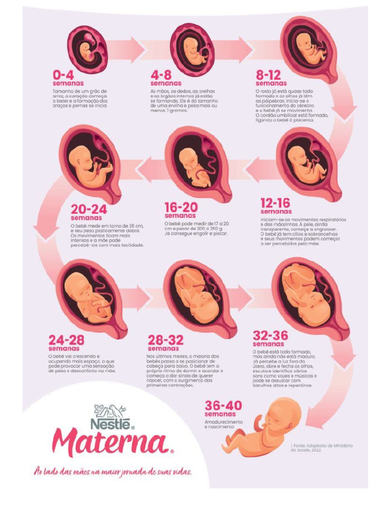 Embarazo y Sus Etapas | PDF