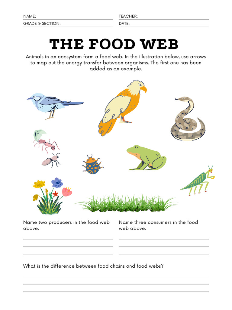 Colorful Food Web Printable Worksheet | PDF