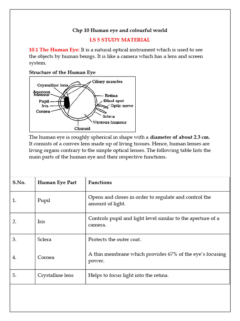 Human Eye Structure and Function | PDF | Eye | Human Eye