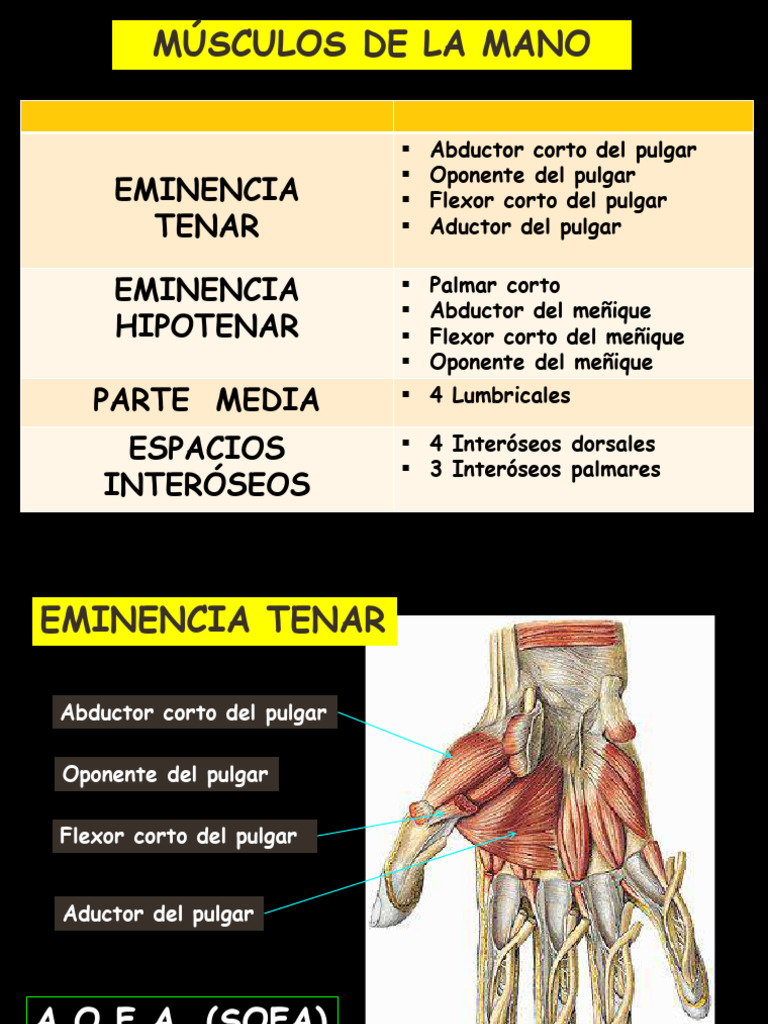 Músculos de La Mano: Eminencia Tenar Eminencia Hipotenar Parte Media ...