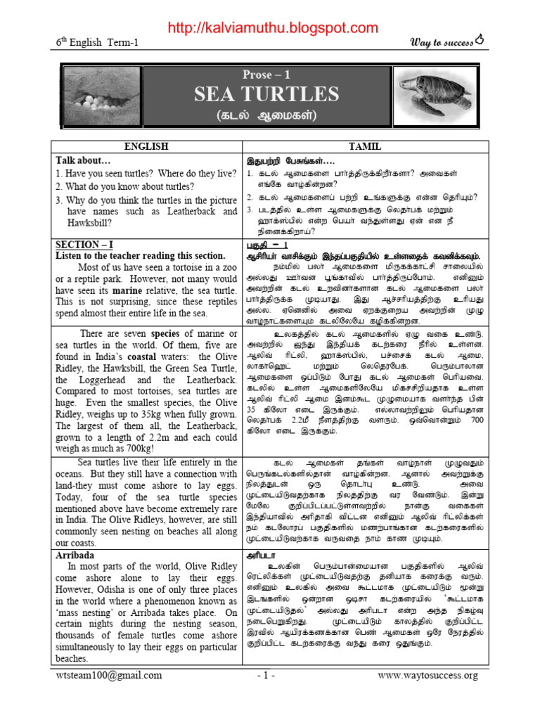 6th STD English Unit 1 Study Material 20pages | PDF | Sea Turtle | Turtle