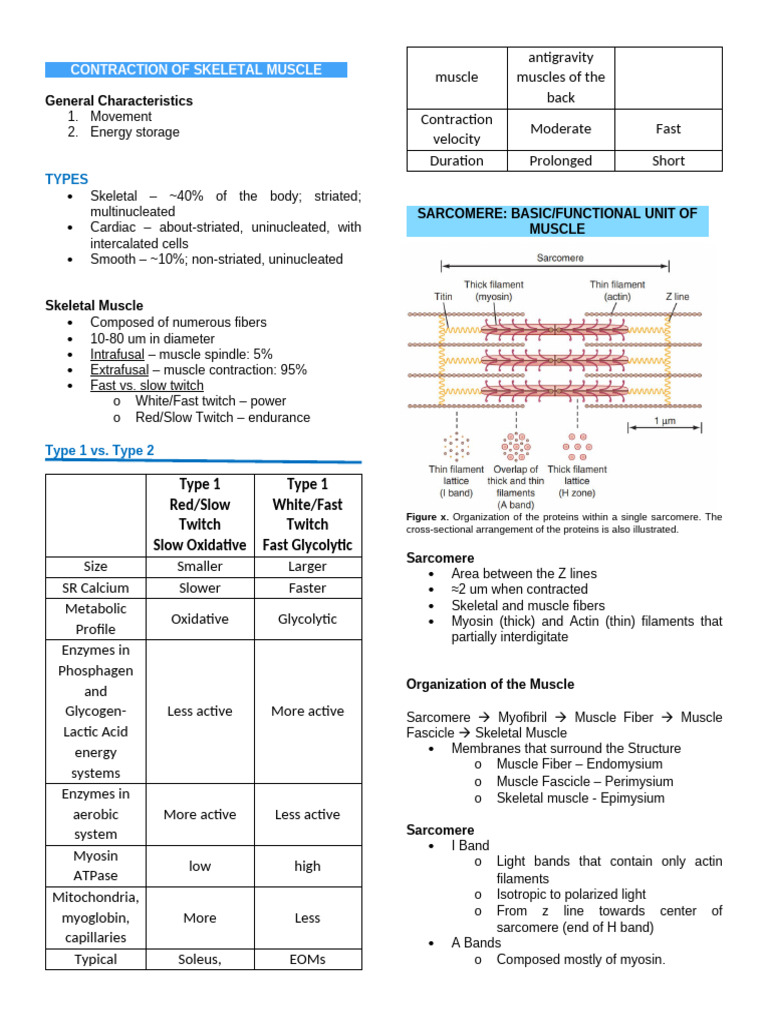 CONTRACTION OF SKELETAL MUSCLE For Trans | PDF | Muscle Contraction | Skeletal Muscle