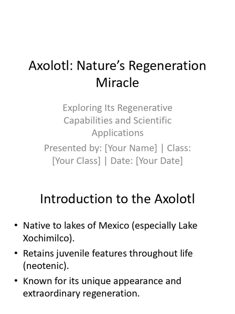 Axolotl Regeneration Presentation | PDF