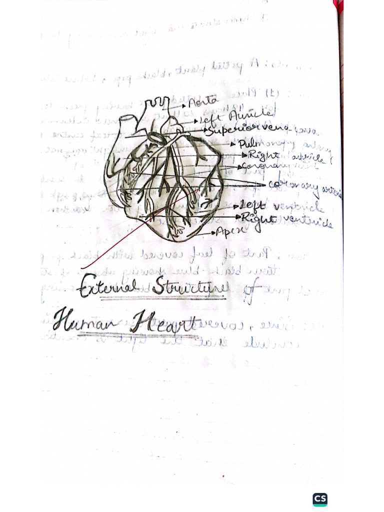 Biology Practical Part 2-1 | PDF