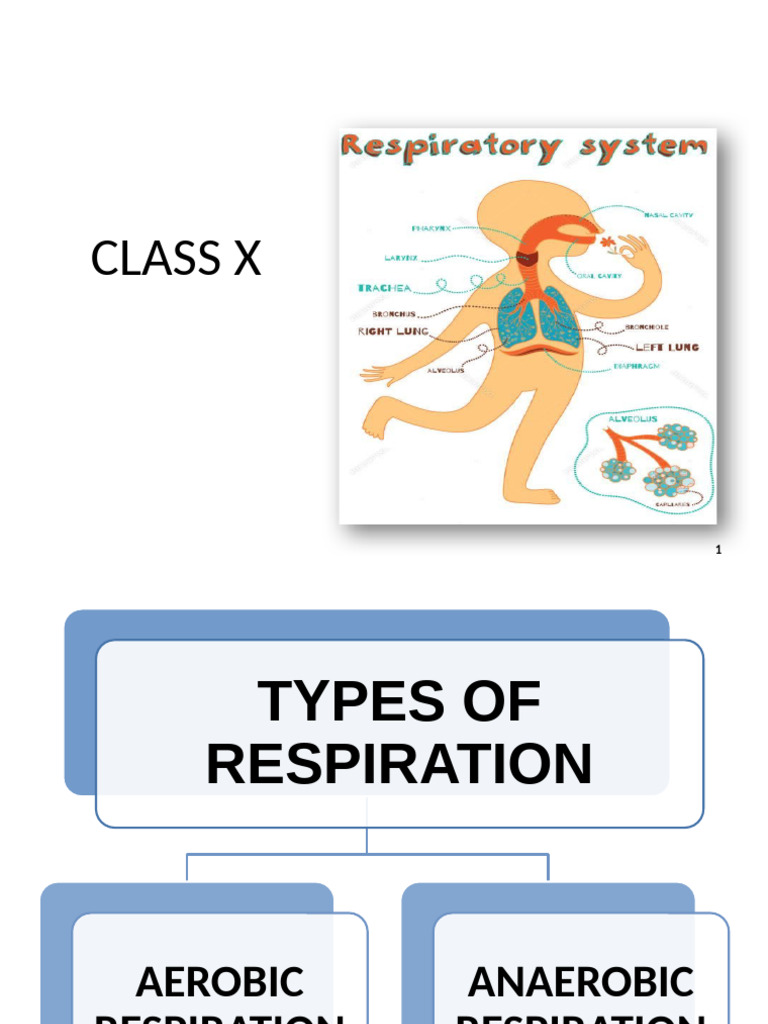 Bio Respiration Part 2 Ppt-Revised | PDF | Cellular Respiration | Respiratory System