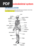 Complete List of 206 Human Bones | PDF | Vertebra | Toe
