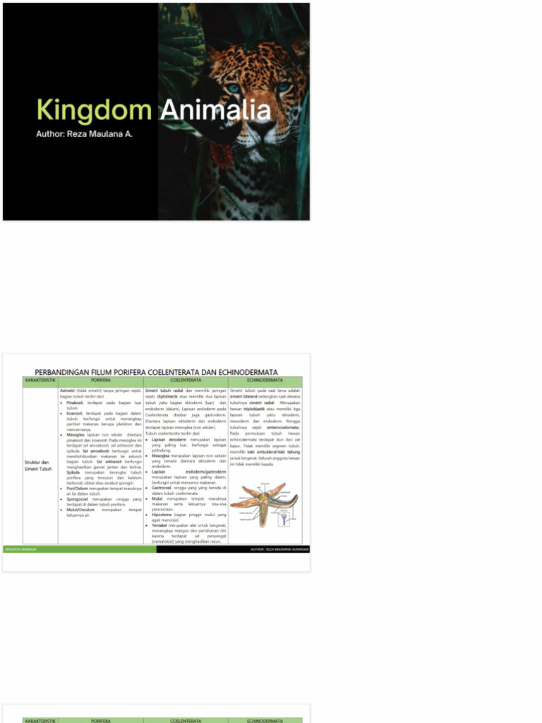 Animalia | PDF