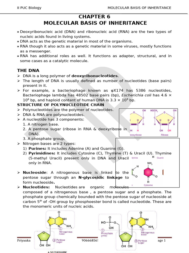 Molecular Basis of Inheritance | PDF | Operon | Genetic Code