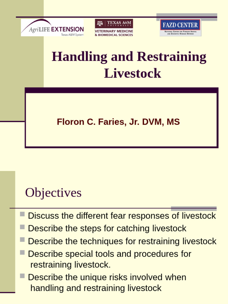 Effective Cattle Restraint Techniques | PDF | Cattle | Livestock