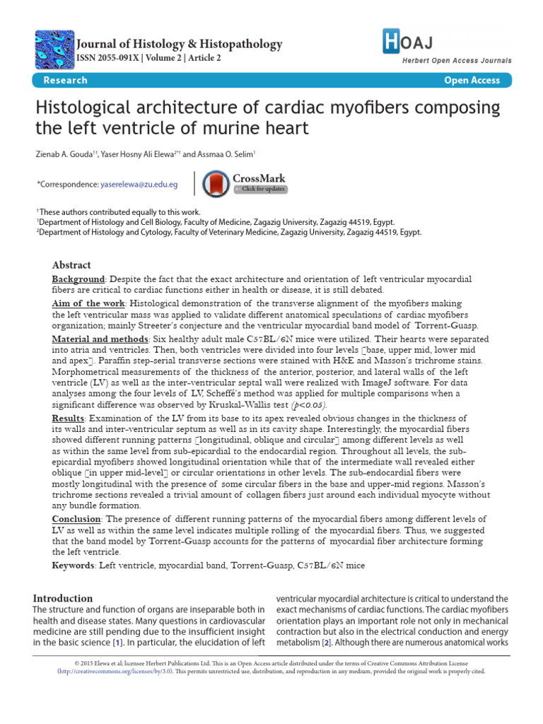 Histological Architecture of Cardiac Myofibers Composing The Left ...