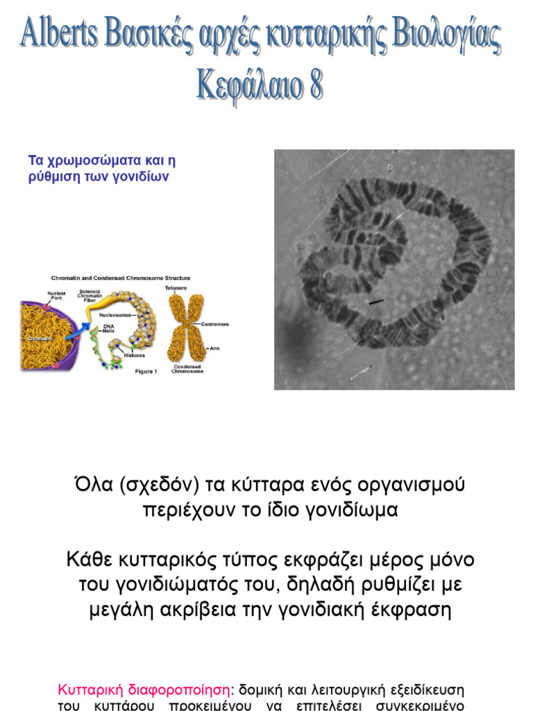 Alberts Chapter8 | PDF