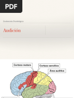 Organización del Colículo Inferior | PDF | Corteza cerebral | Neurona
