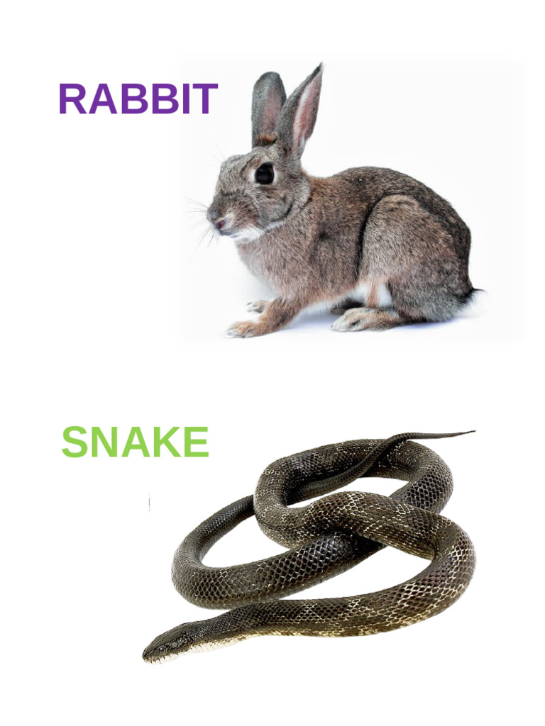 Animal Charades | PDF