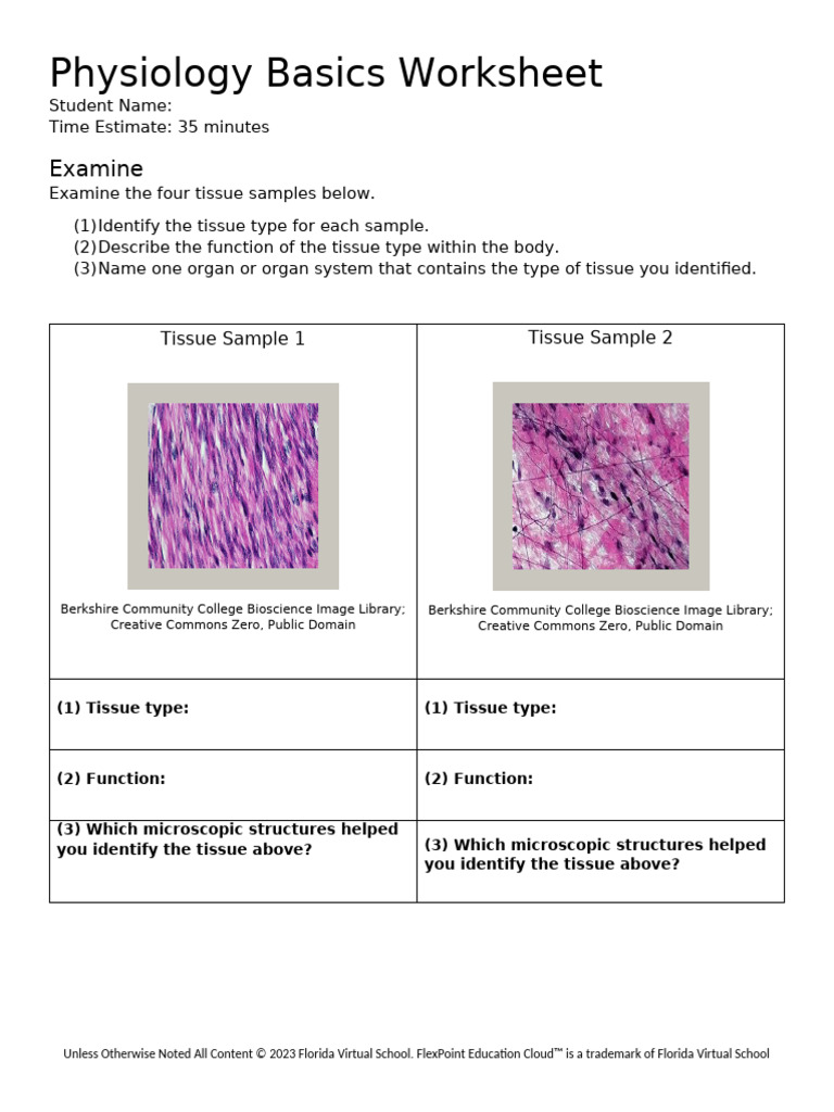 Tissue Types and Functions Worksheet | PDF | Tissue (Biology) | Biology