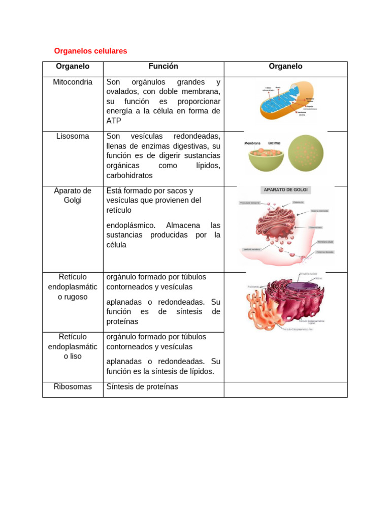 Organelos Celulares | PDF