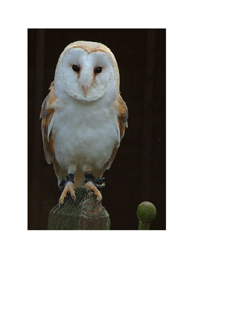 Owl Reference | PDF
