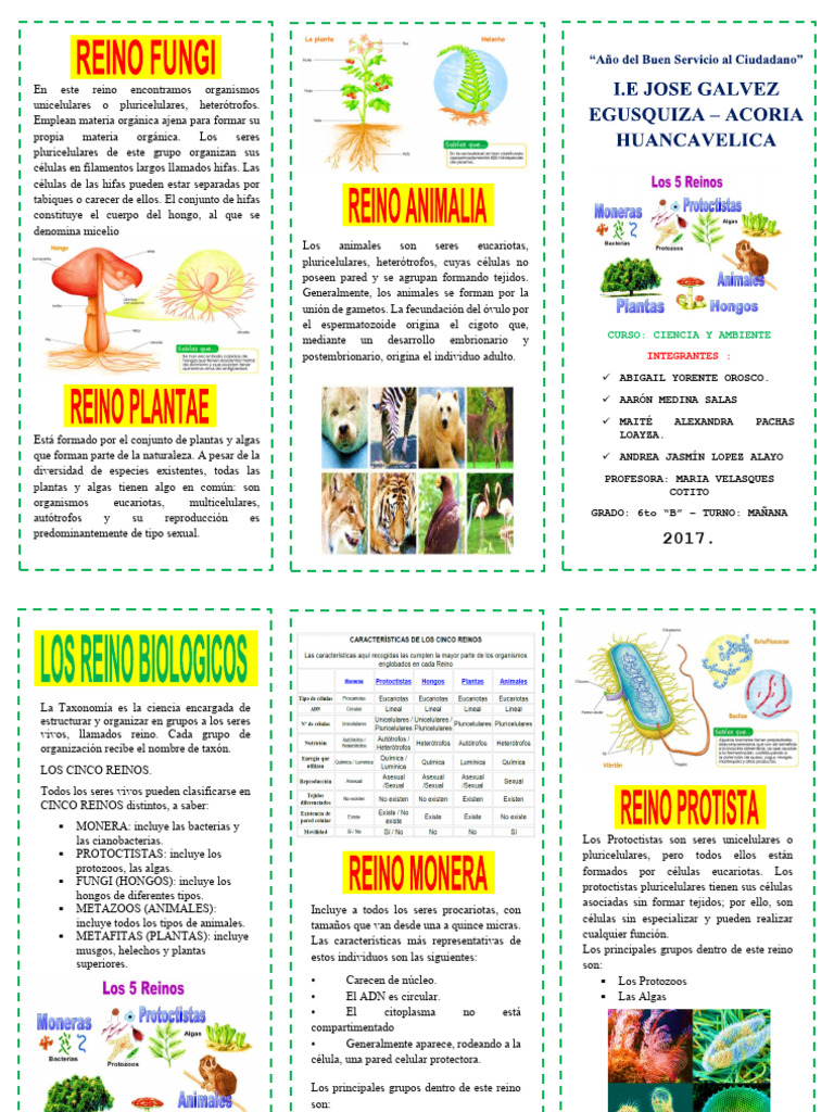 Reinos Fungi - Triptico | PDF | Plantas | Biología Celular)