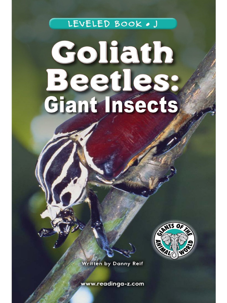 Goliath Beetles Giant Insects | PDF