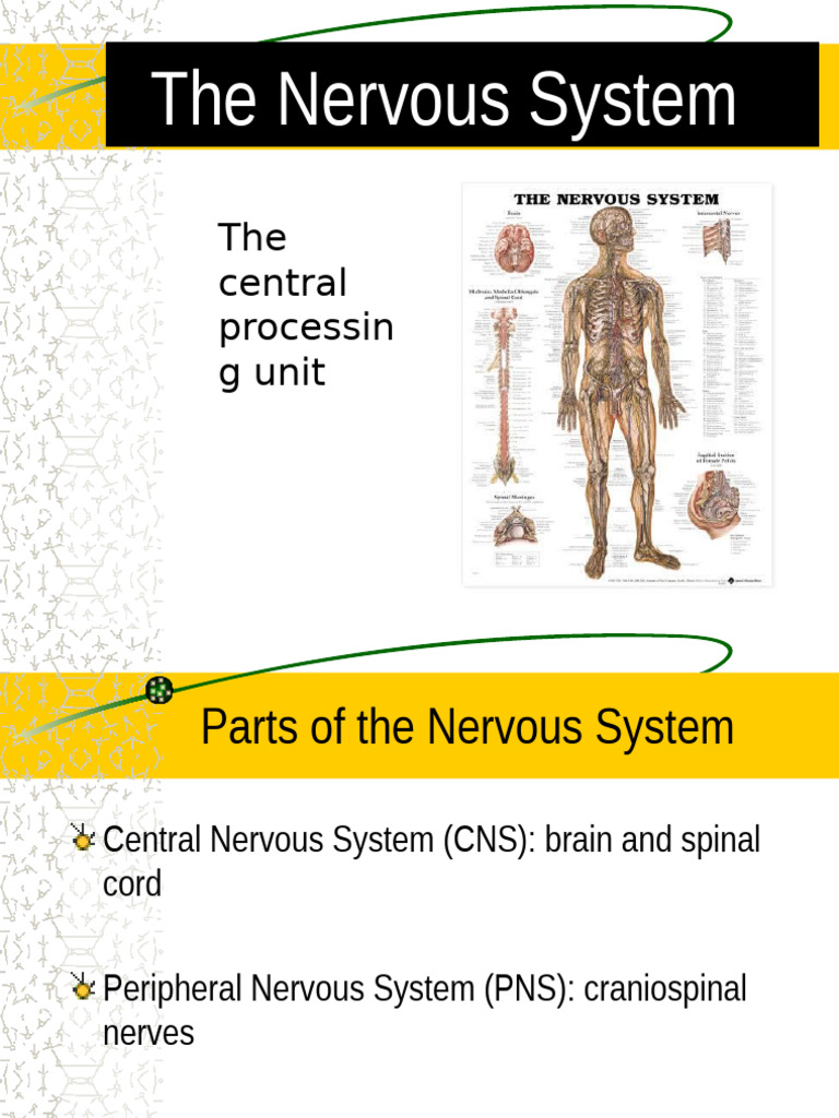 Overview of the Nervous System Anatomy | PDF | Central Nervous System ...