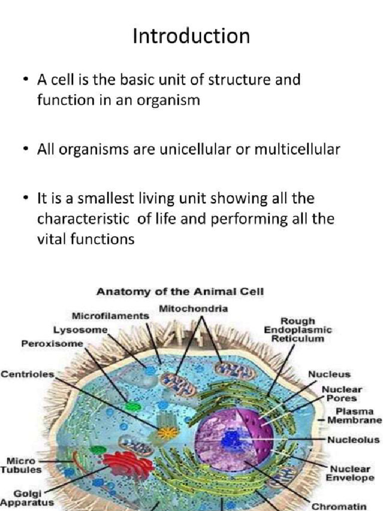Grade 9 - Cell | PDF