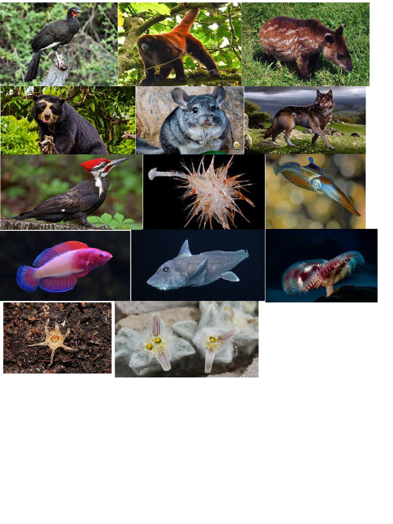 Animale y Plantas | PDF