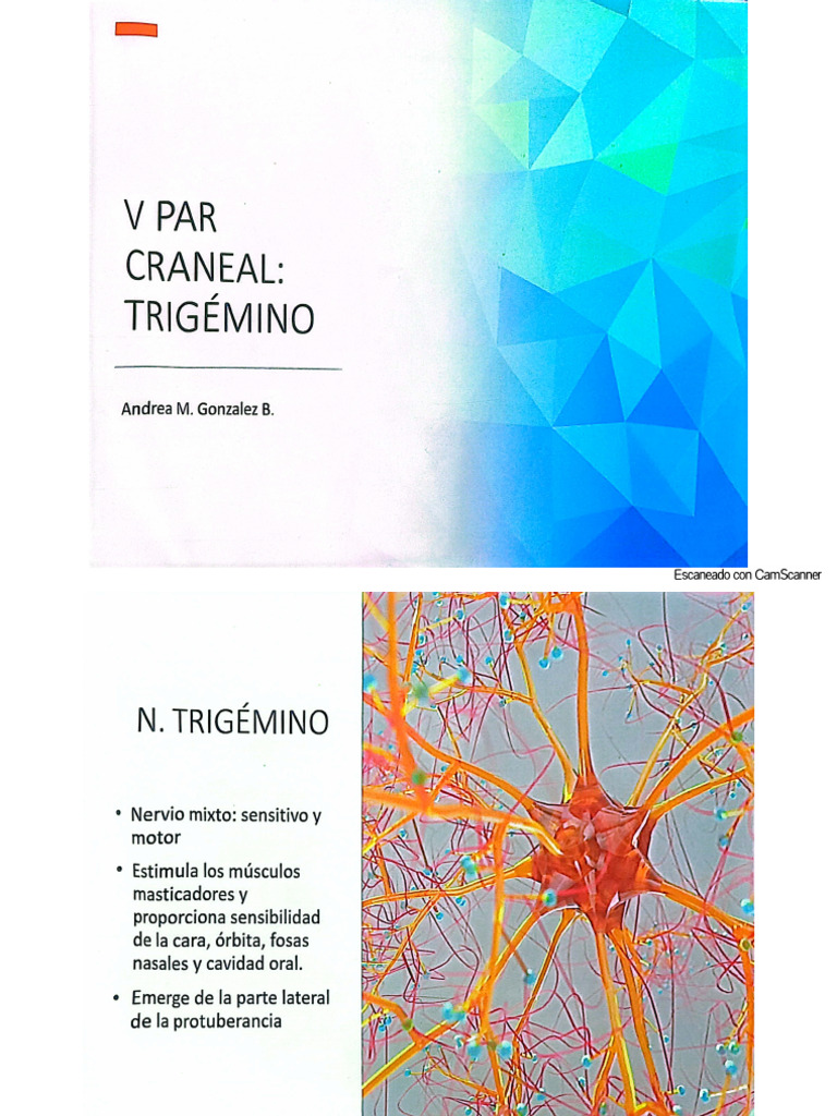 Par Craneal 2do | PDF