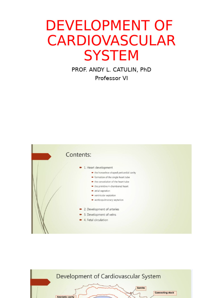 Development of Cardiovascular System | PDF | Vein | Aorta