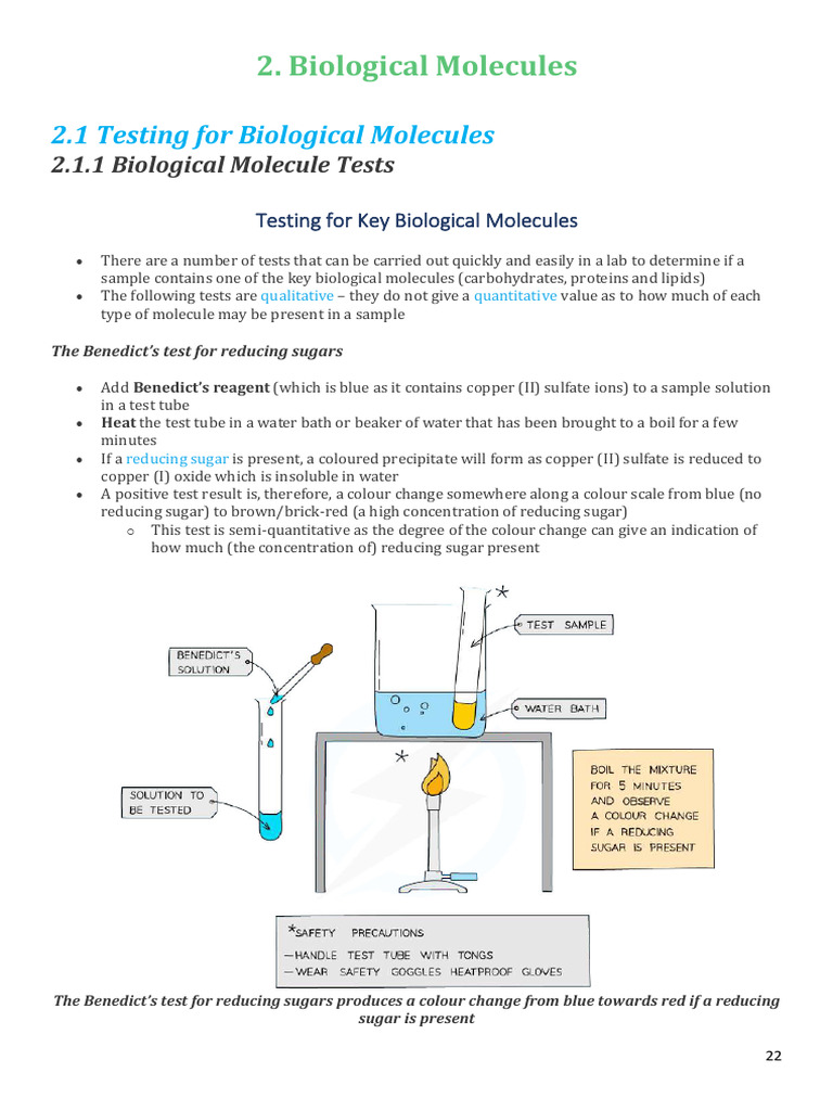 Biological Molecule Testing Methods | PDF | Polysaccharide | Fatty Acid