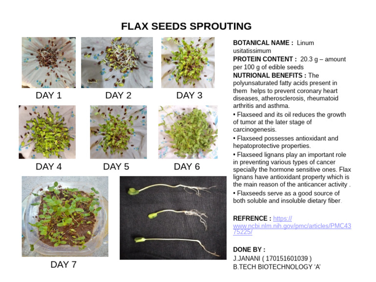 Flax Seeds Sprouting | PDF