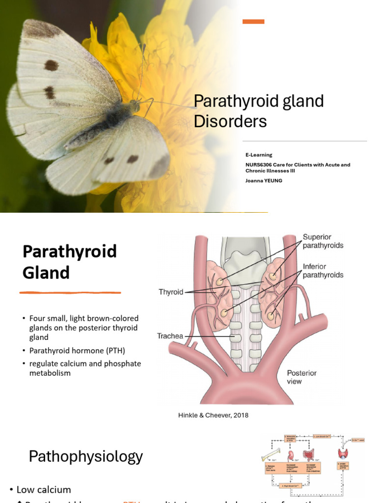 NURS6306 - Parathyroid Gland Disorders | PDF | Parathyroid Gland ...