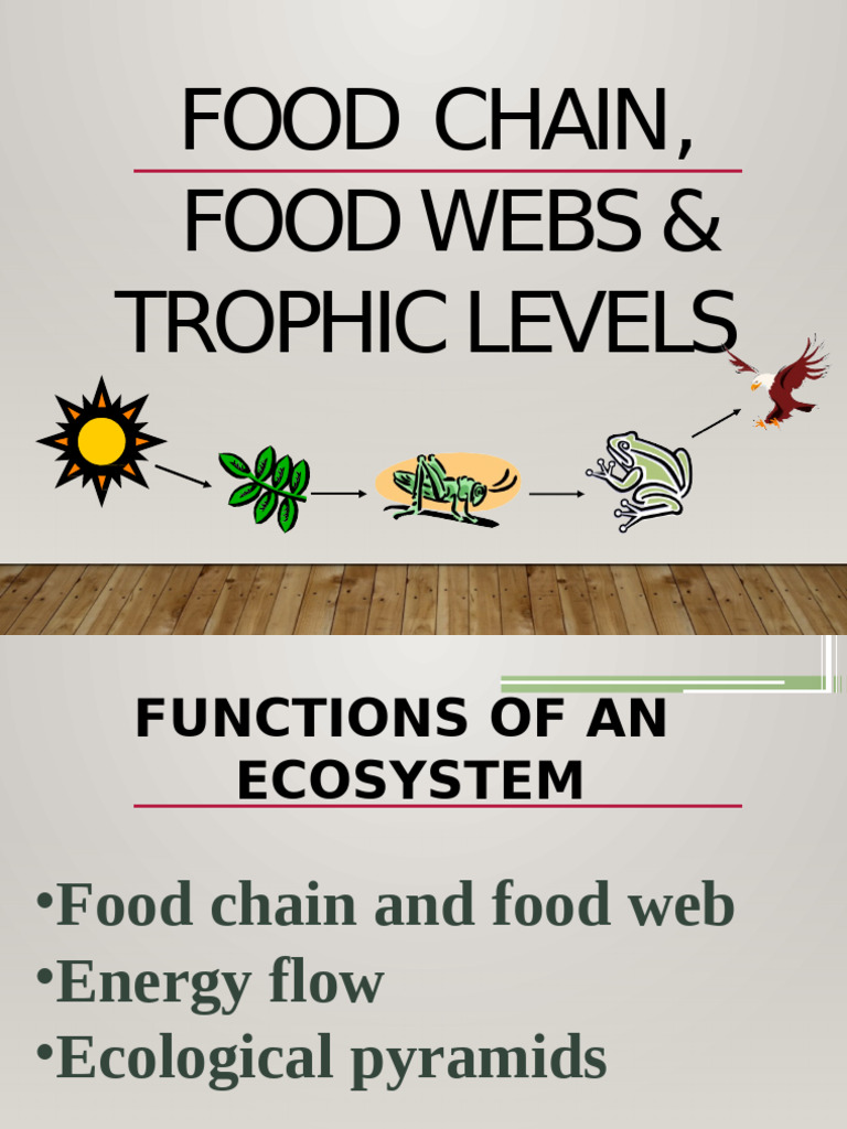 Understanding Food Chains and Webs | PDF | Food Web | Ecosystem