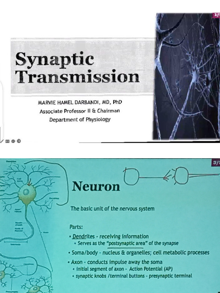 Synaptic Transmission | PDF