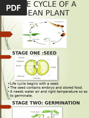 Bean Diary Powerpoint