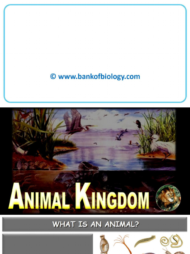 4 Animal Kingdom | PDF