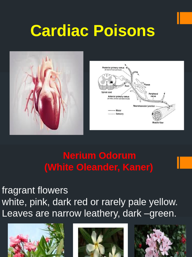 Cardiac Poisons 113622 | PDF