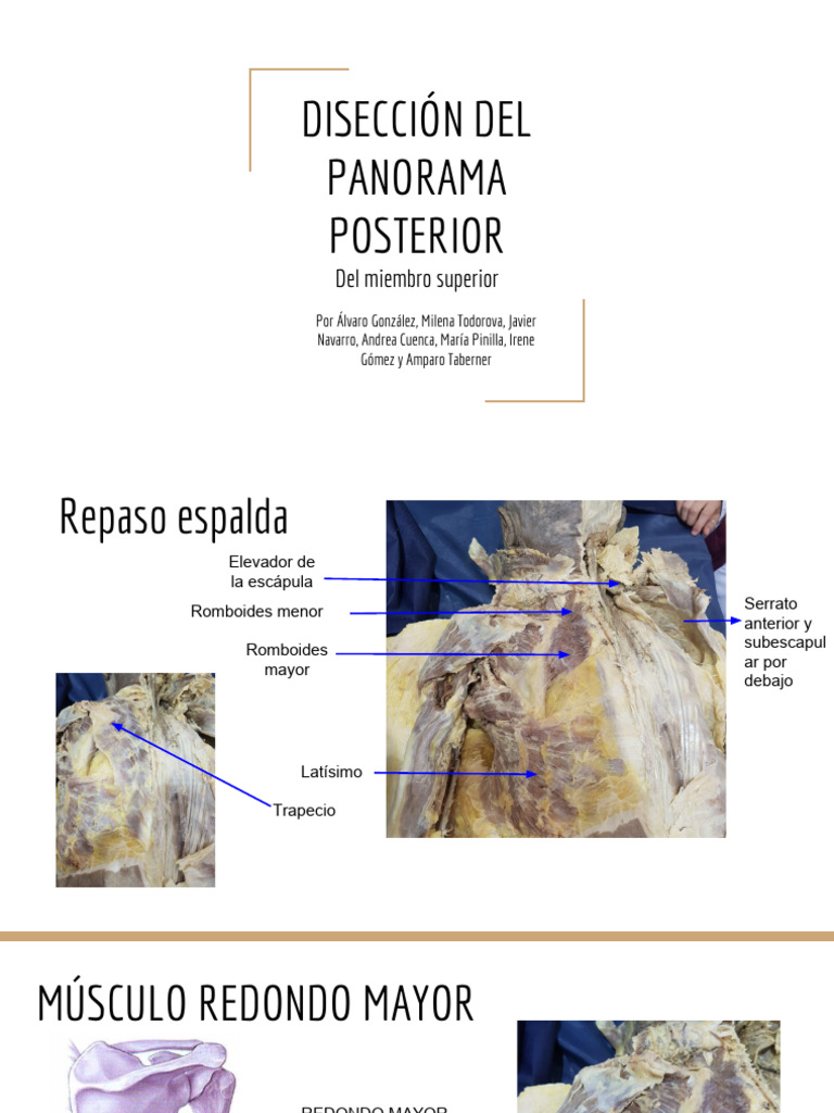 Anatomía de la Región Escapular y Brazo | PDF | Tejido suave | Anatomía ...