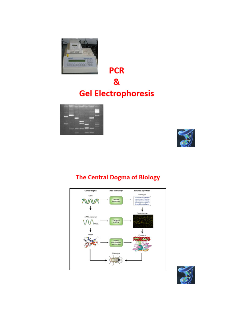 PCR and Gel Electrophoresis | PDF | Polymerase Chain Reaction | Gel ...