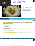 Phylum Priapulida | PDF