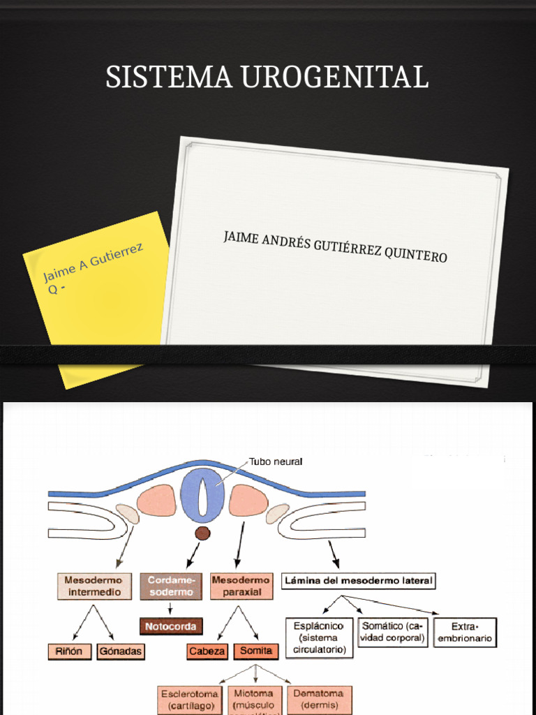 Embriología - Desarrollo Del Sistema Urogenital | PDF | Riñón ...