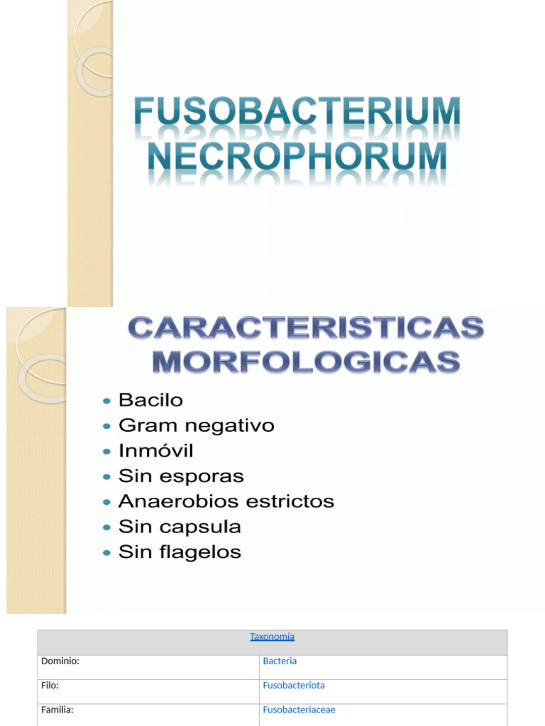 Genero Fusobacterium Baptología | PDF