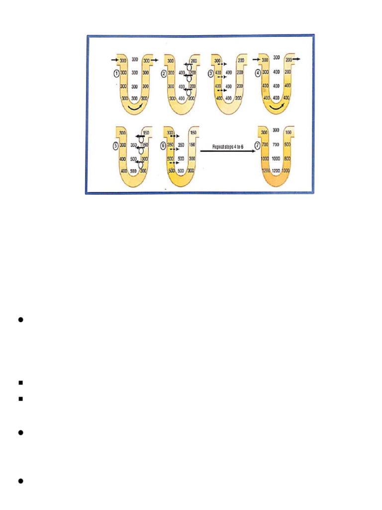 Physiology Concepts: Kidney, Menstrual Cycle, Myxedema | PDF | Thyroid ...
