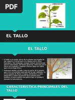 Partes Del Tallo y Sus Funciones | PDF | Tallo de la planta | Plantas