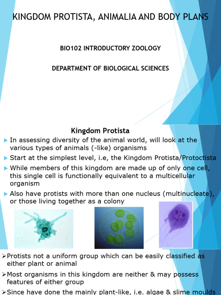 Overview of Kingdom Protista and Animalia | PDF | Protozoa | Biology