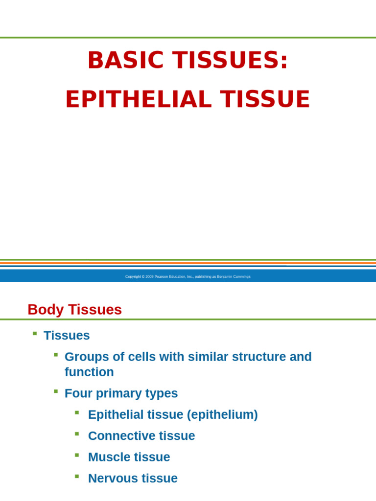 01 Epithelial Tissue | PDF | Epithelium | Tissue (Biology)