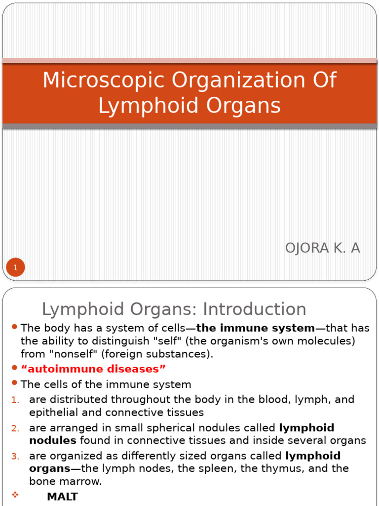 06 Lec 3 Microscopic Organization of Lymphoid Organs 2 | PDF | Lymph ...