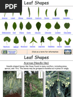 Common Leaf Shapes Explained | PDF | Leaf | Botany